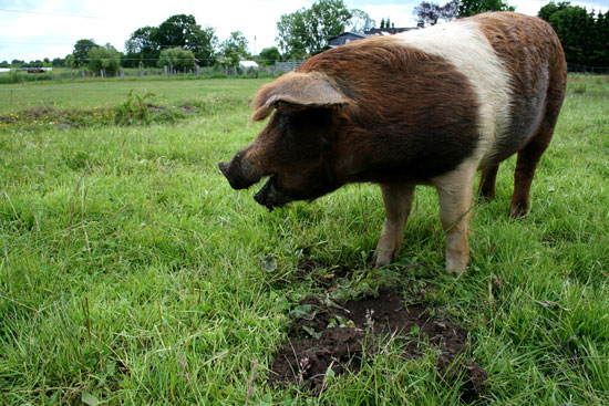 Hof am Gölmbach - Rotbuntes Husumer Schwein